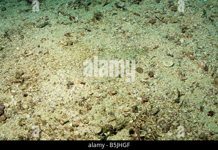 Moses sole - Pardachirus marmoratus Stock Photo - Alamy