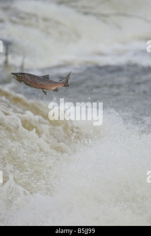 Wild salmon leaping upstream at the Philiphaugh cauld near at Selkirk ...