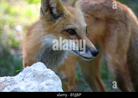 stock photo of a florida red fox taken in Homosassa Florida Stock Photo ...