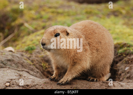 A black tailed prairie dog or marmots (cynomis ludovicianus) at ...