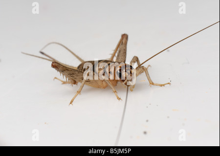 Tropical house cricket Gryllodes sigillatus adult female Stock Photo ...
