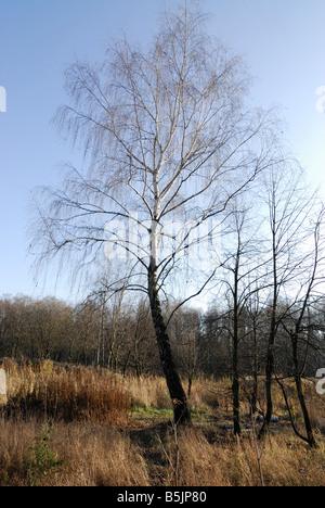 Birch forest without foliage Stock Photo - Alamy