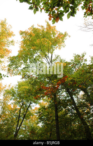 Colourful leaves ontop tree branches in the fall Stock Photo - Alamy