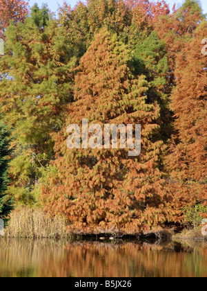 Foliage of dawn redwood trees (Metasequoia glyptostroboides), native to ...