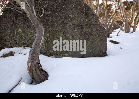Snow gums (Eucalyptus pauciflora), Charlotte Pass, Perisher Valley ...