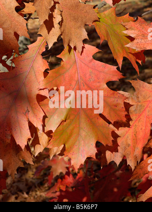 Oak (Quercus x richteri Stock Photo - Alamy