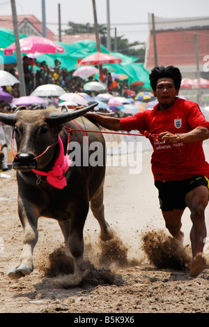 Chonburi Buffalo Racing Festival in Thailand Thai jockeys compete in ...