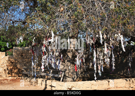 Ayia (Agia) Solomoni legendary tree curing illnesses in Paphos Cyprus ...