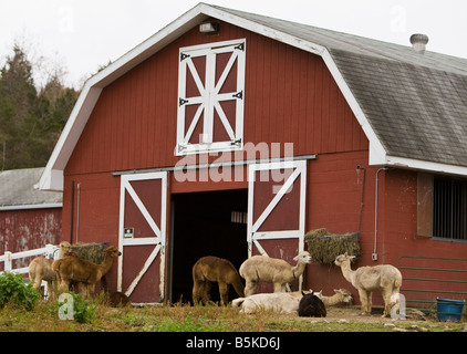Llamas near a barn Stock Photo - Alamy