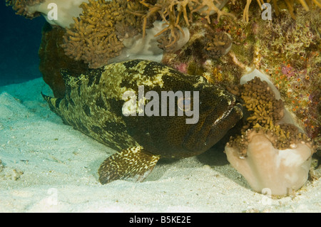 large grouper resting under edge of coral of great barrier reef ...