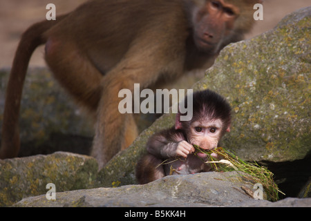 Baby baboon playing on a rock in the front of a full grown Stock Photo ...