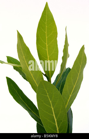 Vertical closeup of a Laurus nobilis plant in the garden Stock Photo ...