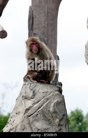 Japanese monkeys in Asahiyama Zoo Hokkaido Japan Stock Photo - Alamy