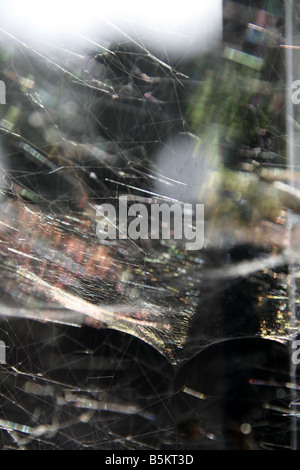 detail of one spider cobweb strands in countryside Stock Photo - Alamy