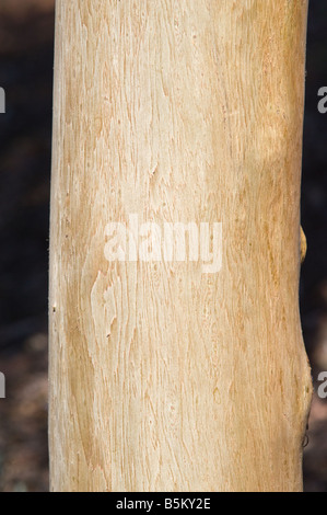Gimlet Gum Tree, Eucalyptus, Western Australia Stock Photo - Alamy