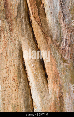 Close up of River Red Gum bark, Euro Ridge, Larapinta Trail, West ...