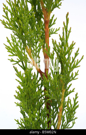 Cupressus sempervirens close up with fresh cones Stock Photo - Alamy