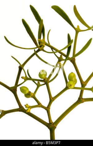 close shot of the parasitic viscum album Stock Photo - Alamy