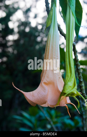 Angel's Trumpets (Brugmansia) is a highly toxic plant containing ...