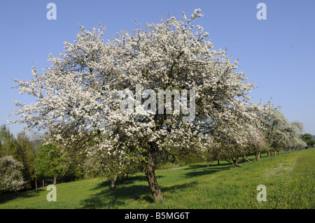 Apple tree in bloom Stock Photo - Alamy