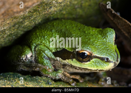 The Pacific Tree frog Hyla Regilla is quite common in B.C. They are ...