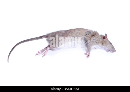 Dead rat lying on white background Stock Photo - Alamy