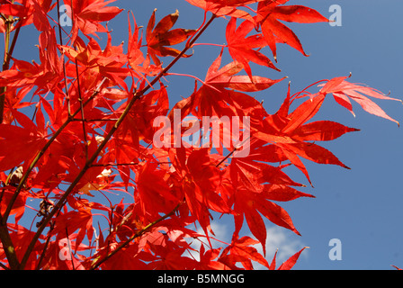 Acer palmatum 'Osakazuki' Stock Photo - Alamy