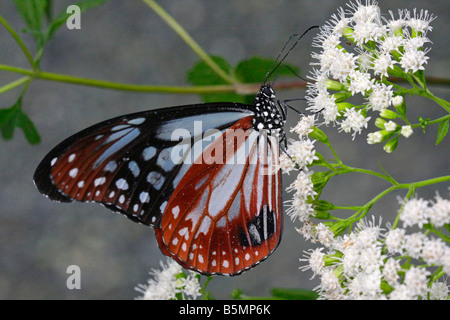 Chestnut Tiger (Parantica sita) Butterfly shot in the mountainous ...