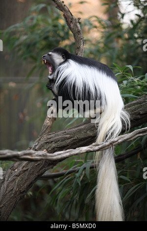 Colobus Monkey showing fangs Stock Photo - Alamy