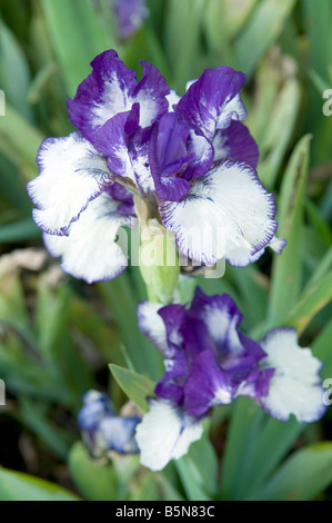 Single Iris "Bold Print Stock Photo - Alamy