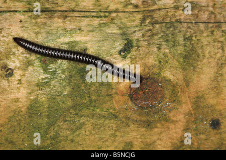 BLACK MILLIPEDE (Cylindroiulus londinensis) FEEDING ON FENCE POST AT ...