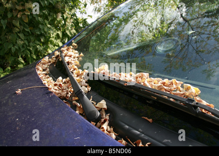 seeds on car bonnet windscreen window in spring Stock Photo - Alamy