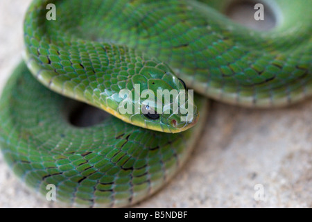snake green night adder green viper Uganda africa Stock Photo - Alamy