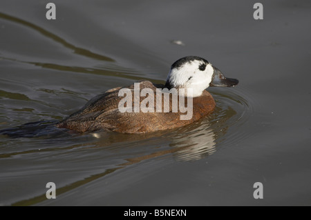 White-headed duck in its natural habitat Stock Photo - Alamy
