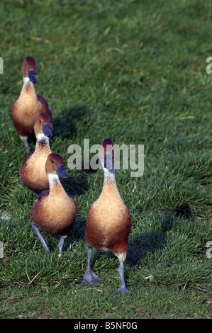 Plumed or Eyton s Whistling Duck Stock Photo - Alamy