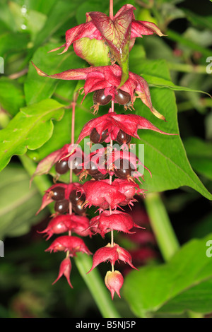 Pheasant berry (Leycesteria formosa Stock Photo - Alamy