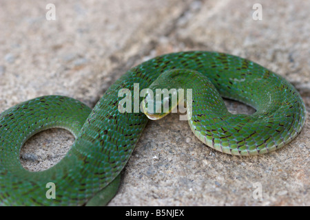 snake green night adder green viper Uganda africa Stock Photo - Alamy