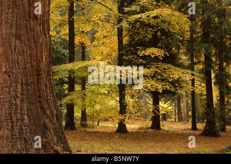 Beech Trees in Autumn, by Virginia Water, Windsor Great Park, Berkshire ...