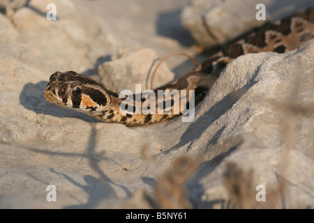 Israel Vipera palaestinae is a venomous viper species found in Syria ...