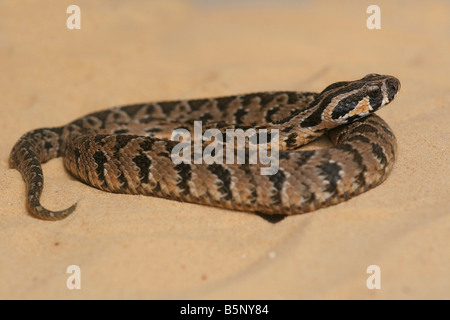 Palestinian viper, Palestine viper (Vipera palaestinae, Daboia ...
