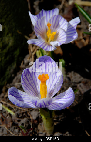 perennial Autumn Crocus flowers or Colchicum in Leningrad region ...