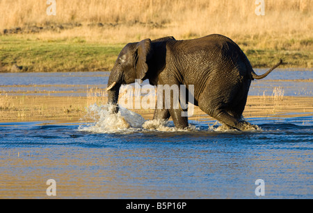 elephant at mankwe dam Stock Photo - Alamy