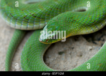 snake green night adder green viper Uganda africa venomous Stock Photo ...
