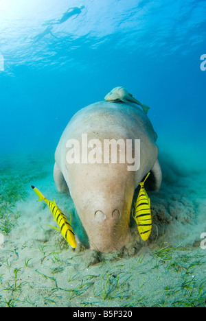 Dugong Sea Cow feeding on the sea grass Gnathanodon Speciosus Egypt ...