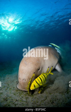 Dugong Sea Cow feeding on the sea grass Gnathanodon Speciosus Egypt Red ...