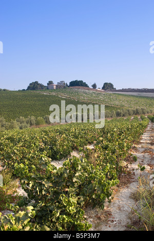 VINEYARDS DEIR RAFAT MONASTERY SORAQ VALLEY ISRAEL Stock Photo - Alamy