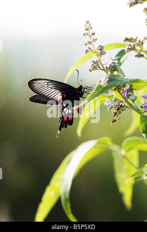 Common rose (butterfly), Red-bodied swallowtail (Pachliopta ...