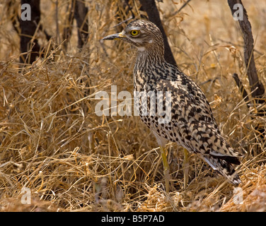A spotted dikkop (Burhinus capensis) in natural habitat, South Africa ...