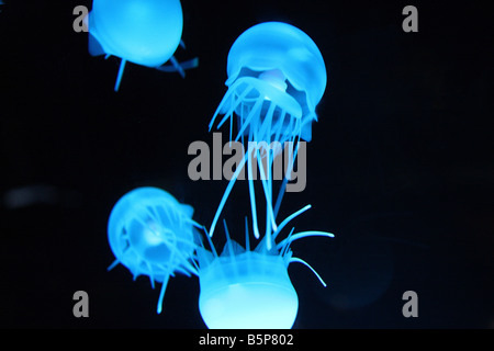 Hydrostatic Skeleton Jellyfish