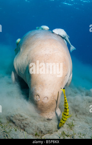 Dugong Sea Cow feeding on the sea grass Gnathanodon Speciosus Egypt Red ...
